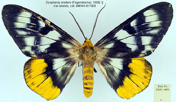 Papua Insects Foundation (Lepidoptera/Geometrinae thumbnails)